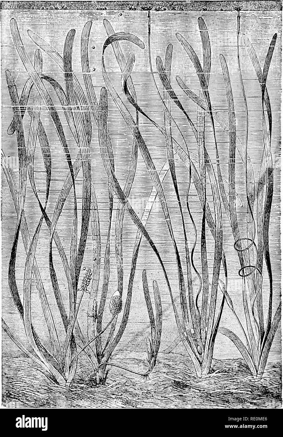 Common eel grass hi-res stock photography and images - Alamy