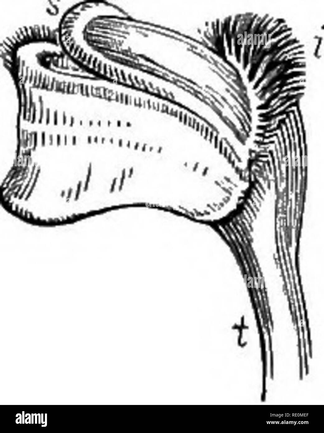 Dividing iris hi-res stock photography and images - Alamy