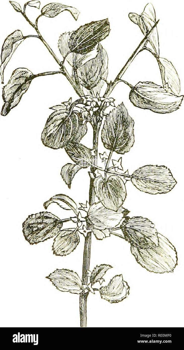 . Flowers of the field. Botany. RHAMNE^ Orl). XXIII. Rhamne.-k.—The ...