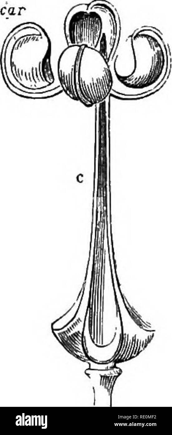 . A manual of botany. Botany. Fig. 440. Vertical section of the flower ...