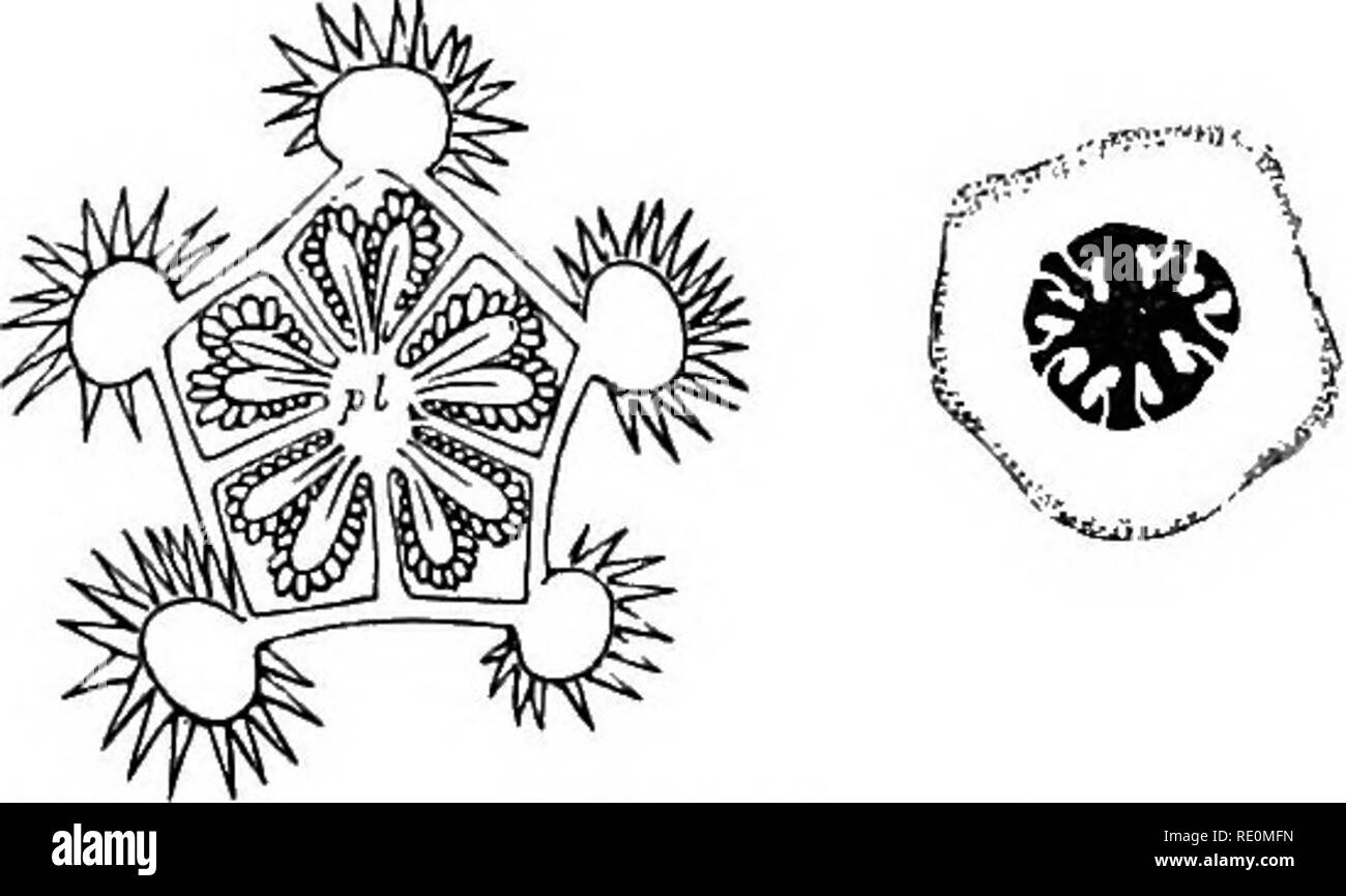 Placentation axile hi-res stock photography and images - Alamy