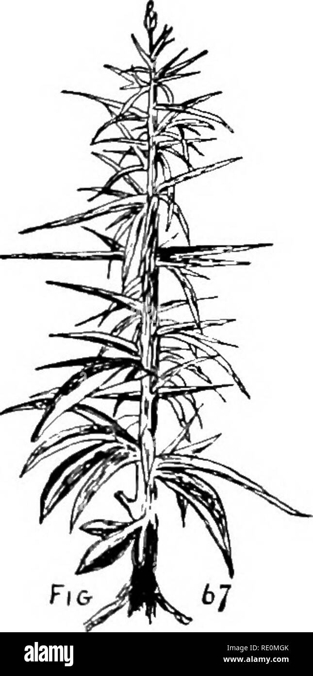 Gorse seedling Black and White Stock Photos & Images - Alamy