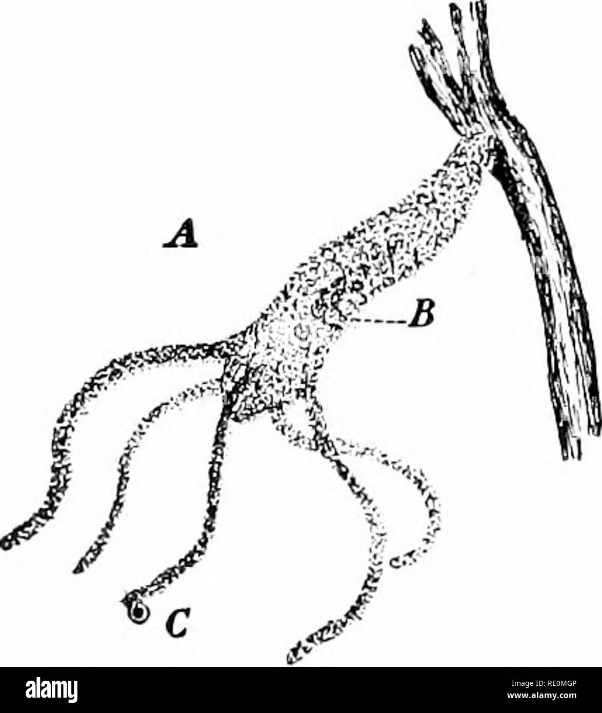 . Plant studies; an elementary botany. Botany. 162 PLANT STUDIES nary ...