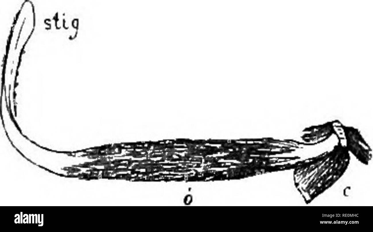 Apocarpous ovary hi-res stock photography and images - Alamy