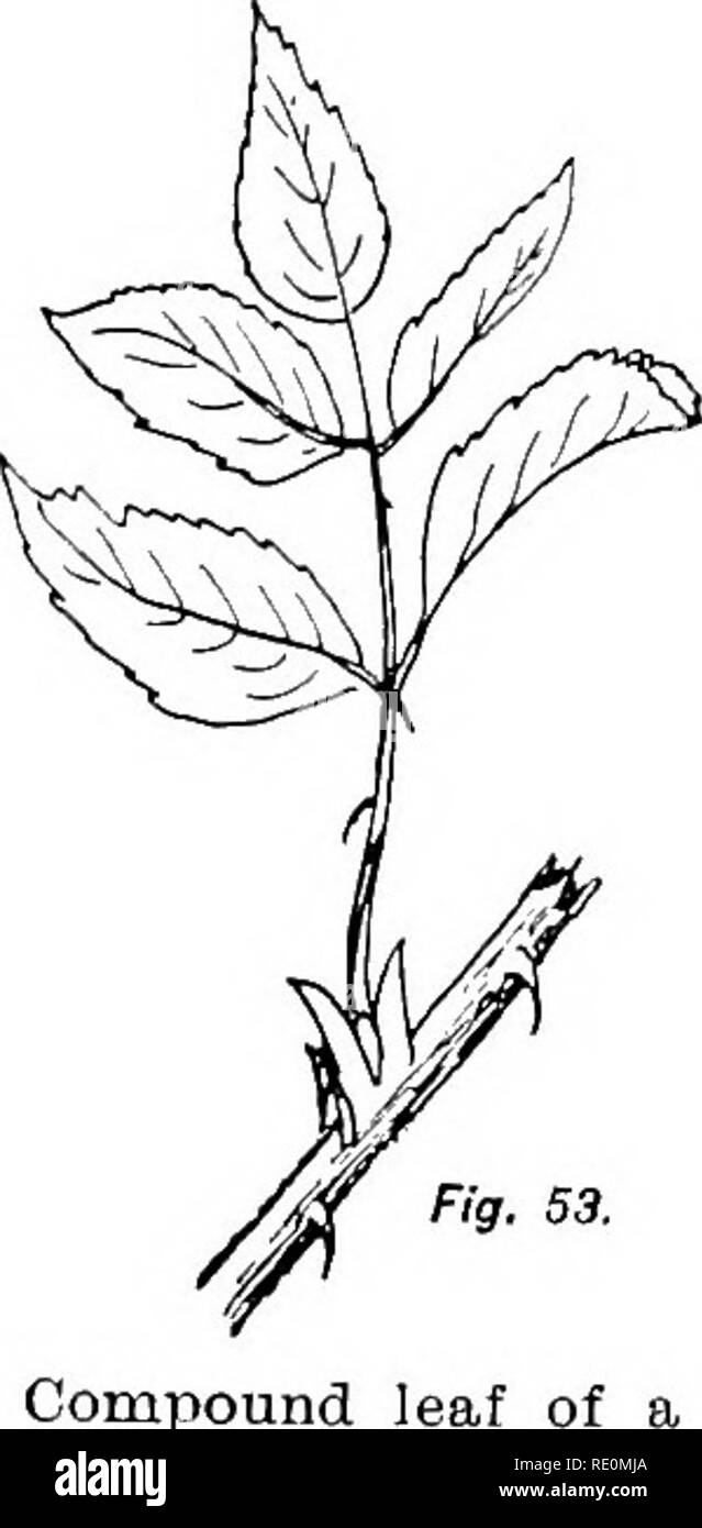 . First studies in plant life in Australasia, with numerous questions ...