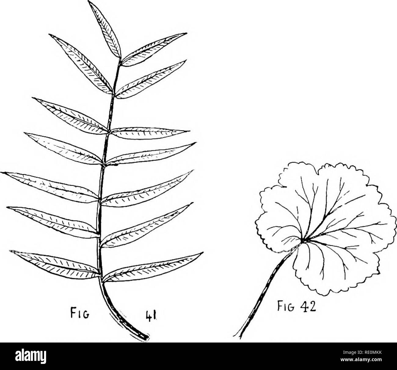 . First studies in plant life in Australasia, with numerous questions ...