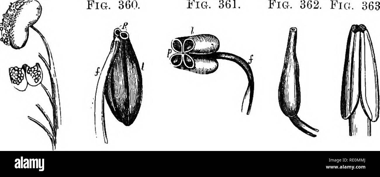 Morphology of reproductive organs hi-res stock photography and images ...