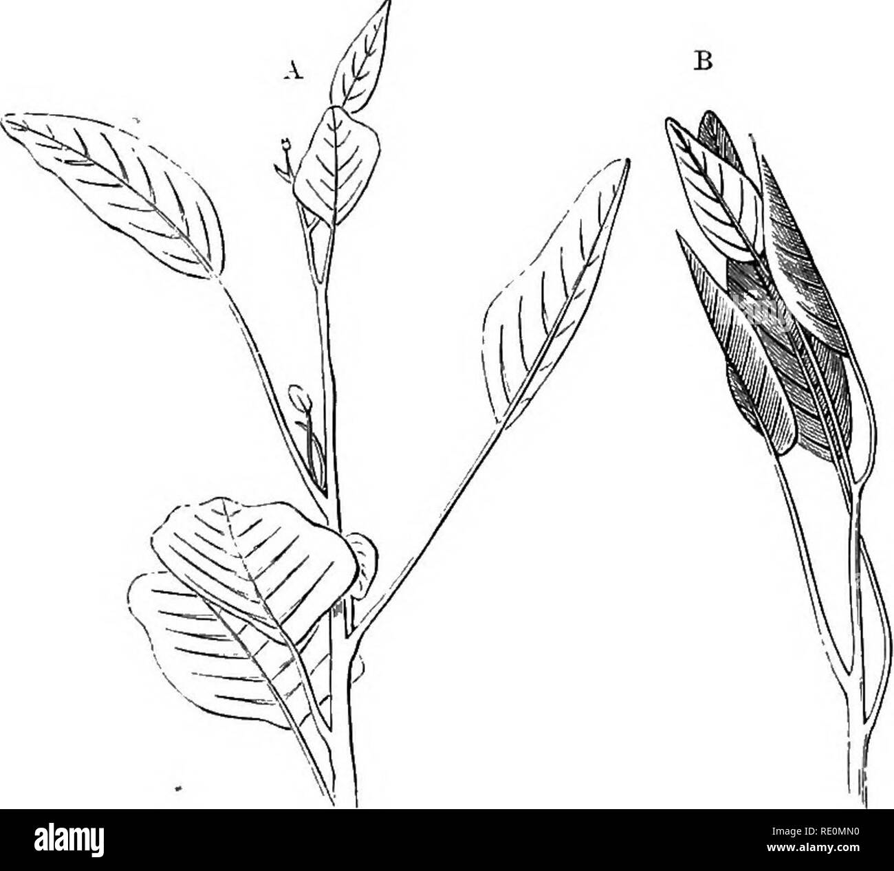 Two paren Cut Out Stock Images & Pictures - Alamy