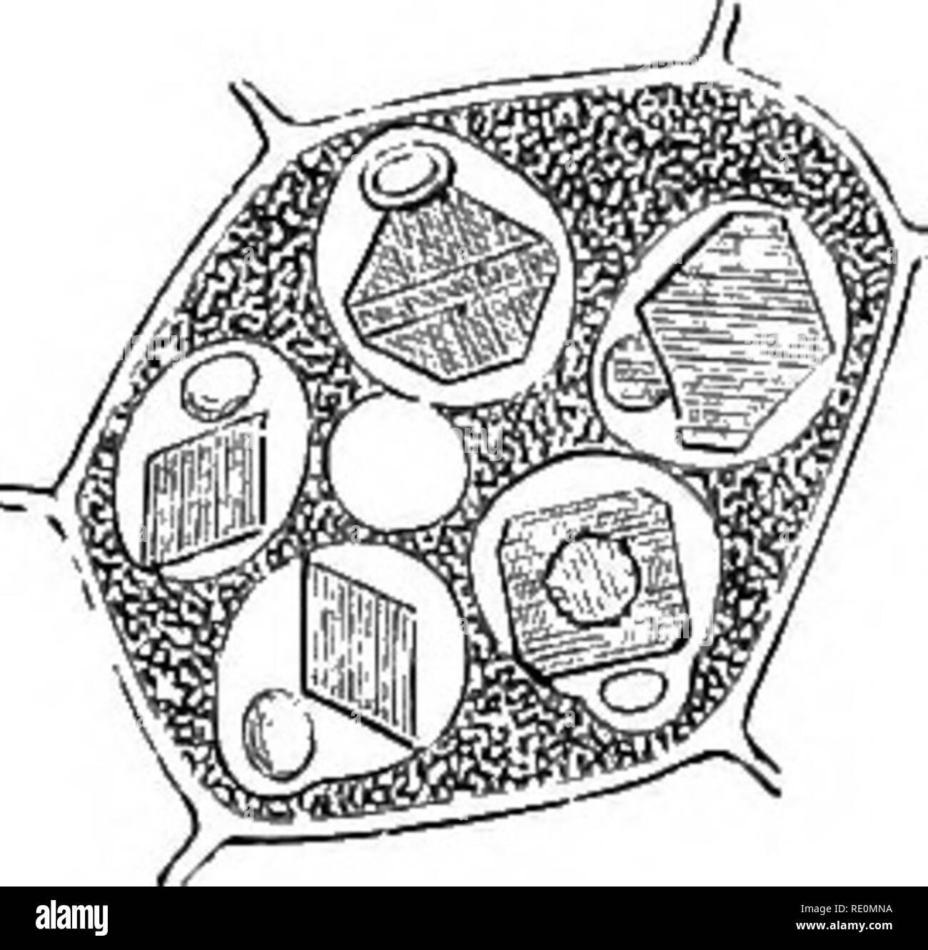 Starch granules in plant cells Cut Out Stock Images & Pictures - Alamy