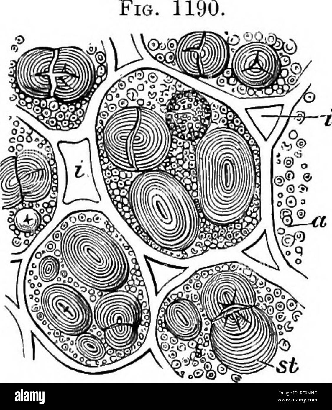 . A manual of botany. Botany. COMPOSITION OP ALEUEONE GEAINS 451 form ...