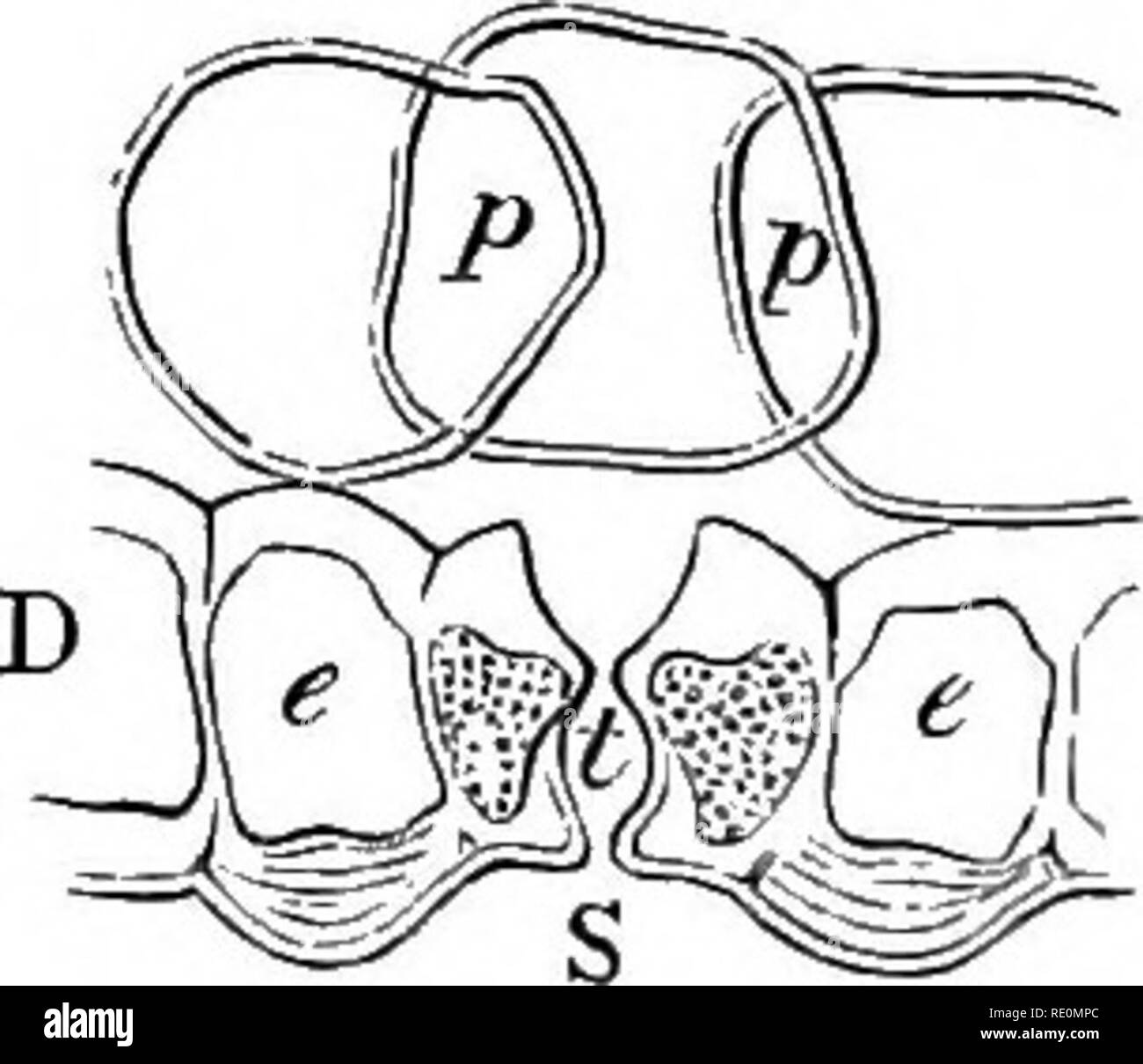 Stomata and guard cells Black and White Stock Photos & Images - Alamy