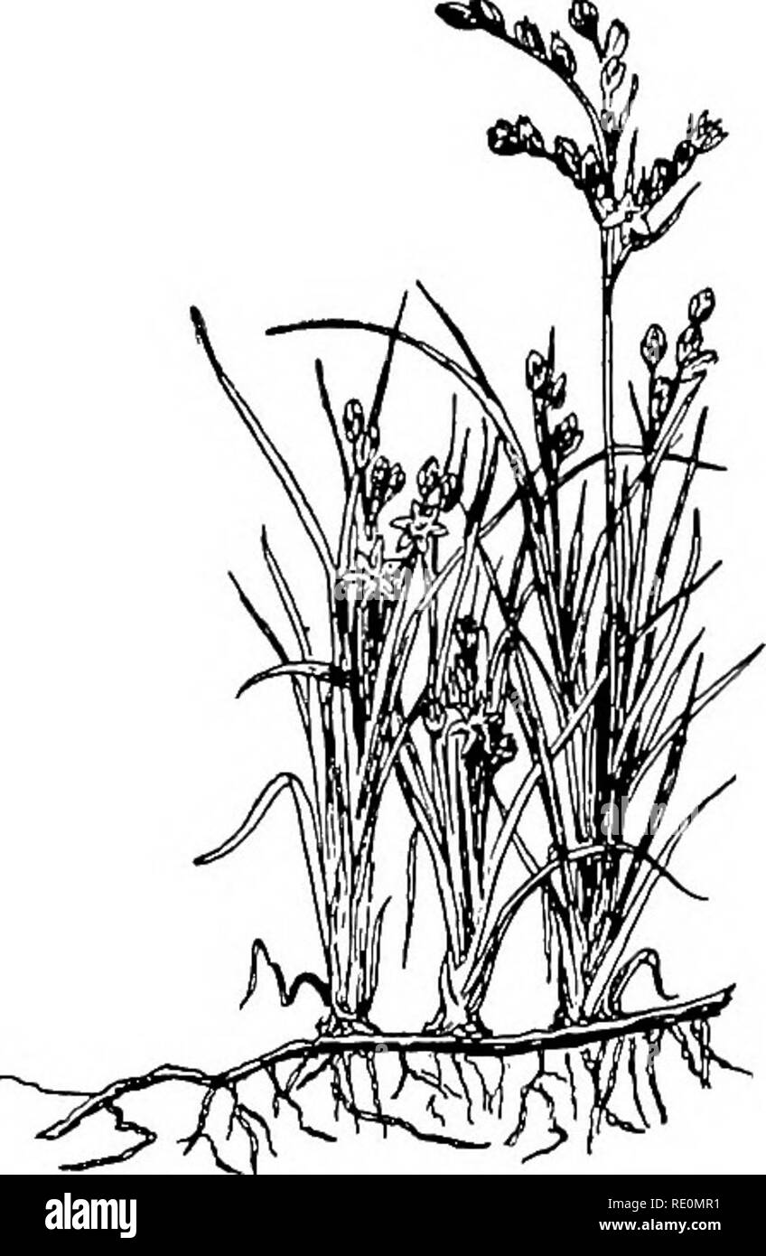 Carrot roots underground hi-res stock photography and images - Alamy