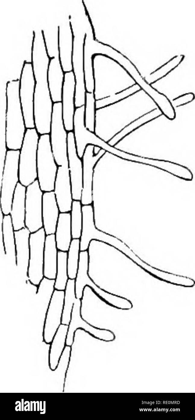 Cell Osmosis Black and White Stock Photos & Images - Alamy