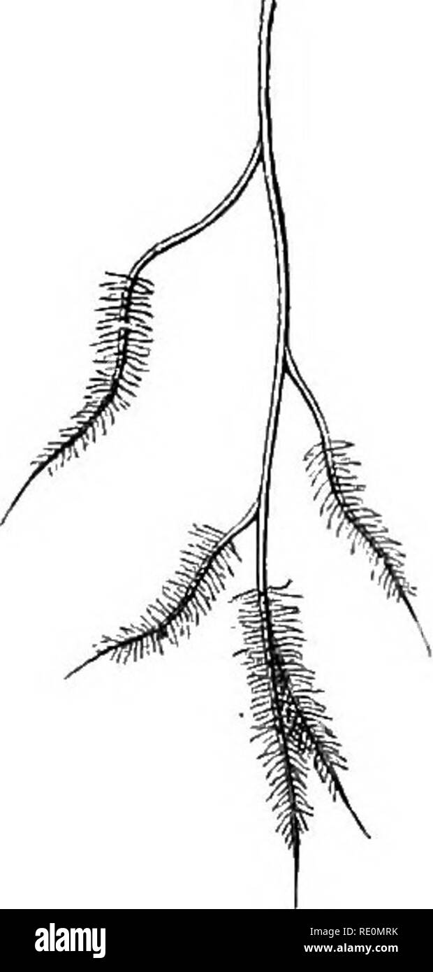 Anchoring roots hi-res stock photography and images - Alamy