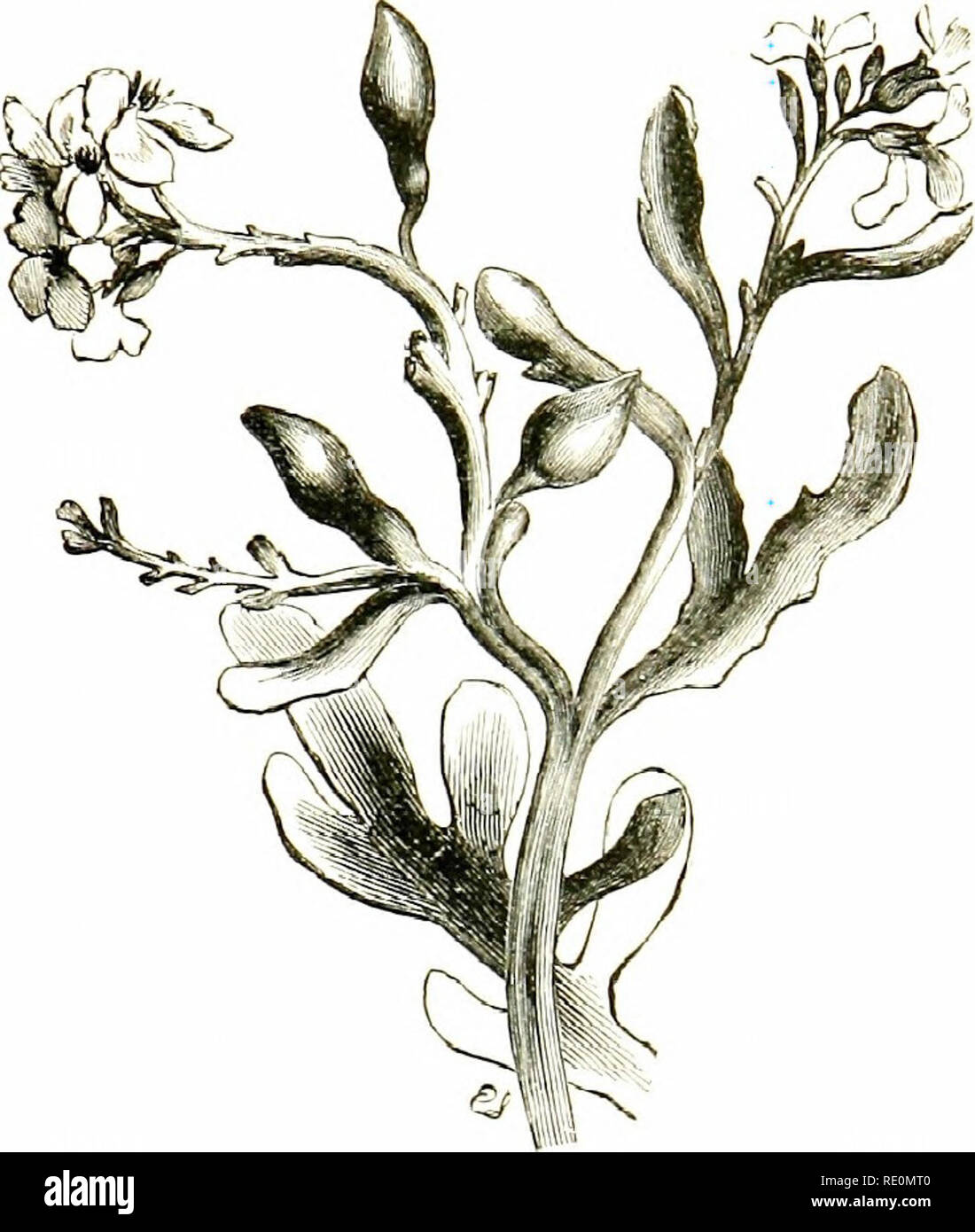 Sea radish seed pods hi-res stock photography and images - Alamy