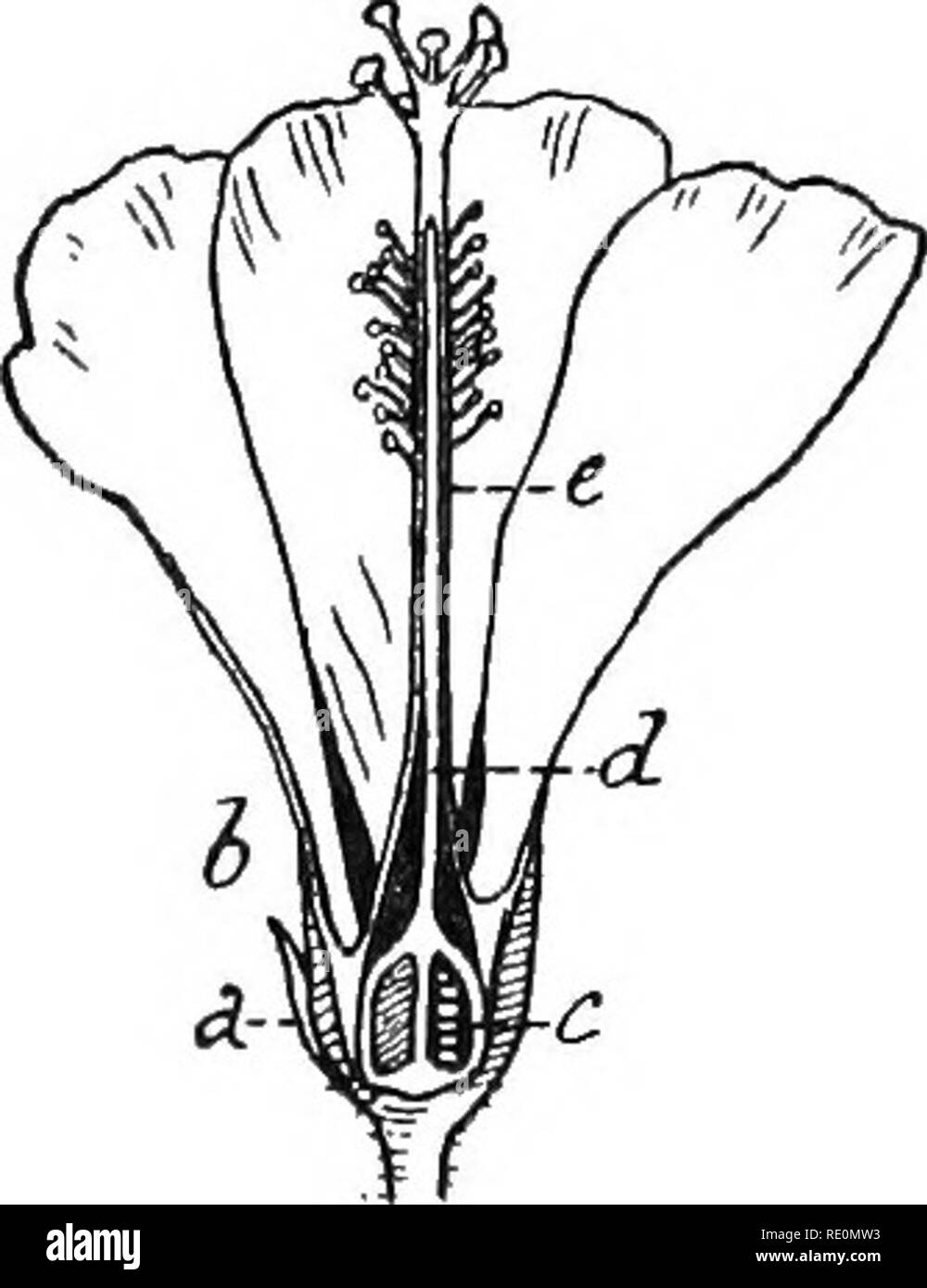 Placentation axile hi-res stock photography and images - Alamy