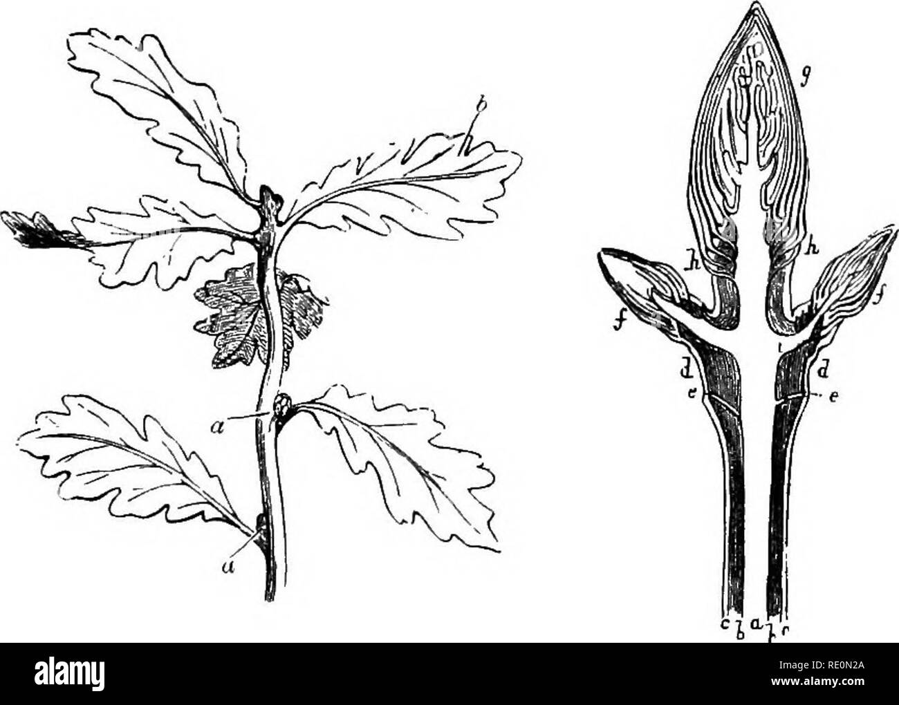Axils of the leaves Black and White Stock Photos & Images - Alamy
