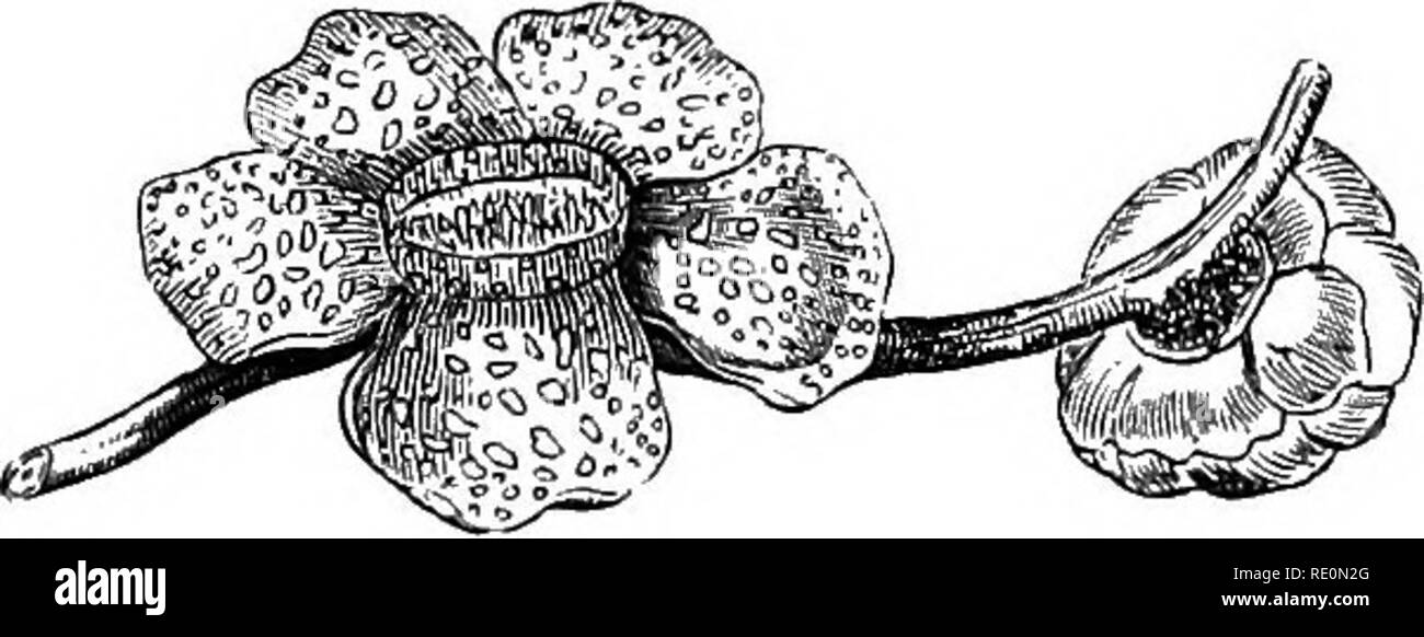Rafflesia flower bud Black and White Stock Photos & Images - Alamy