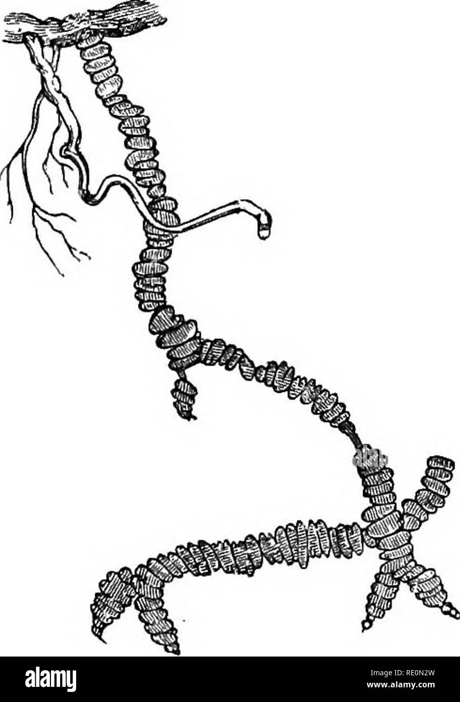 Close up of turnip Black and White Stock Photos & Images - Alamy