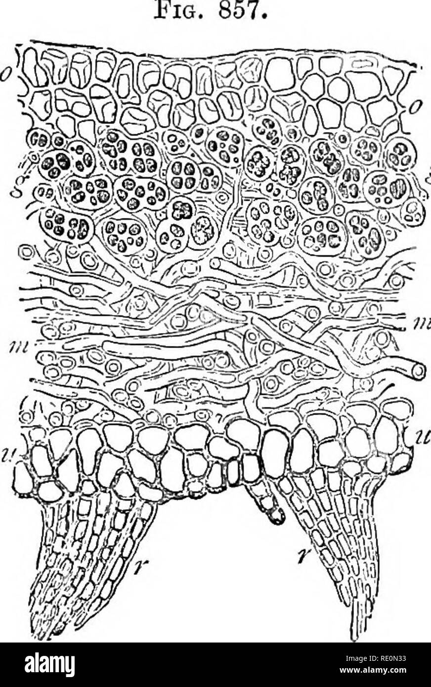 Thallophyta Black and White Stock Photos & Images - Alamy