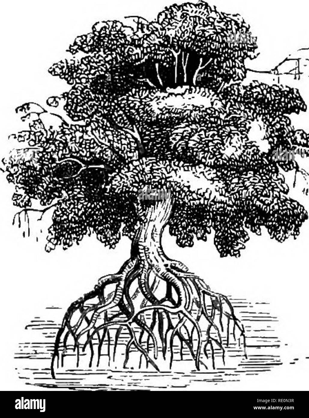 . A manual of botany. Botany. 20 MANUAL OF BOTANY Fig. 22. Forms of ...