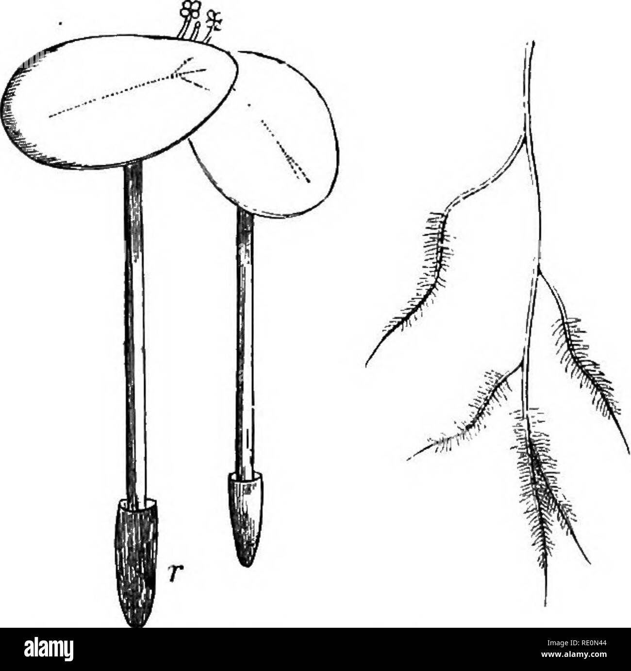 Plant root hairs Black and White Stock Photos & Images - Alamy