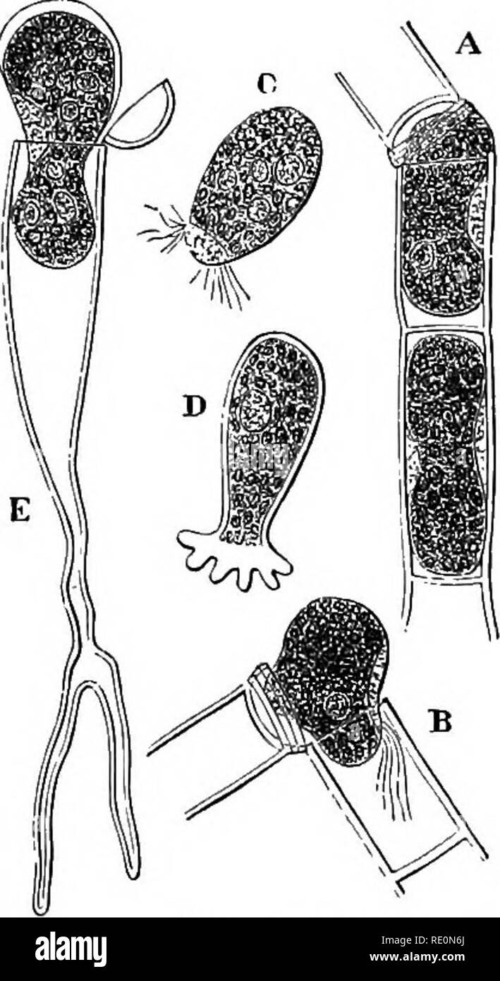 thallophyta examples