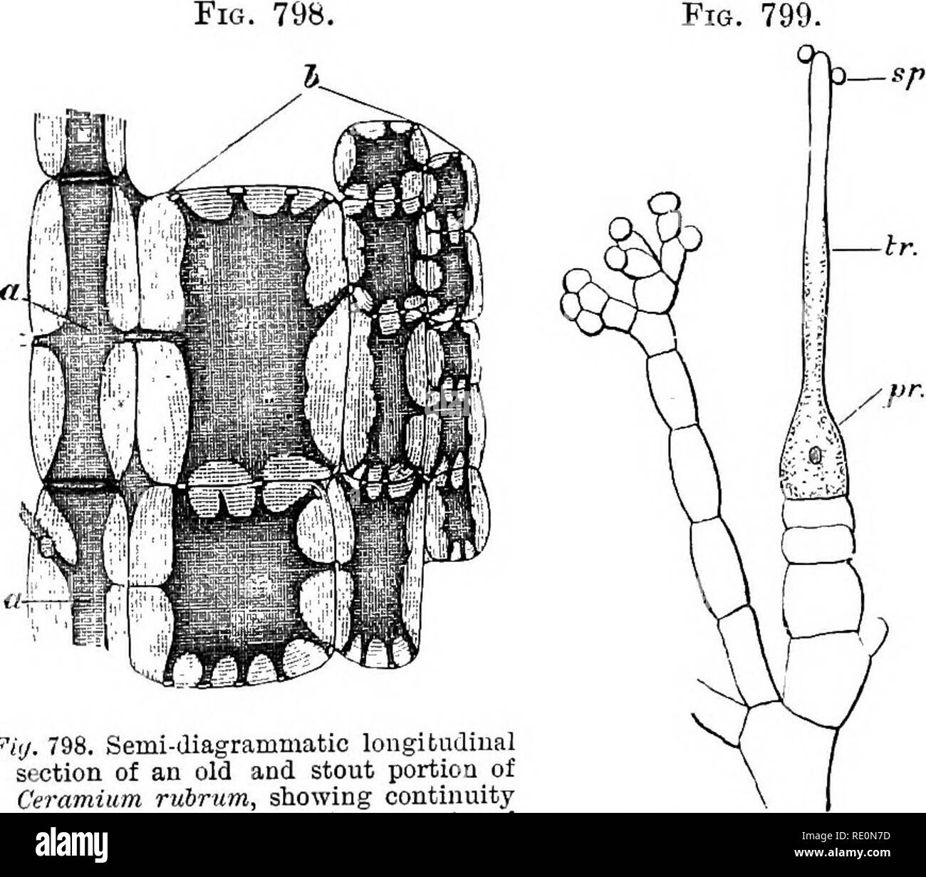 Thallophyta hi-res stock photography and images - Alamy