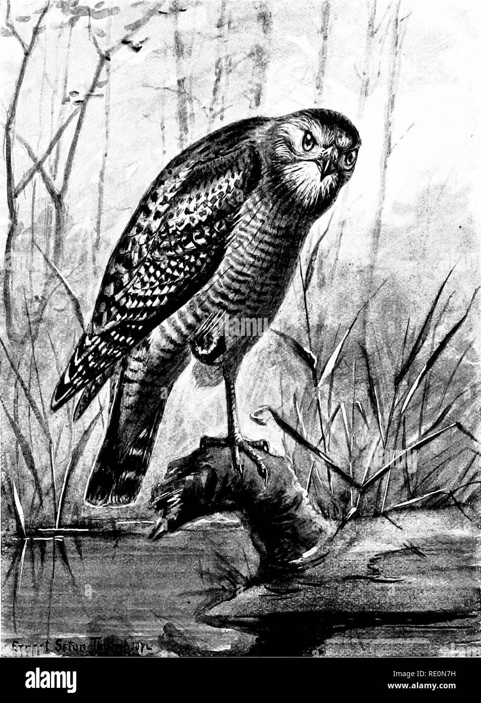 American birdlife Black and White Stock Photos & Images - Alamy