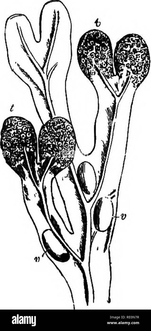 Seaweed bladders Black and White Stock Photos & Images - Alamy