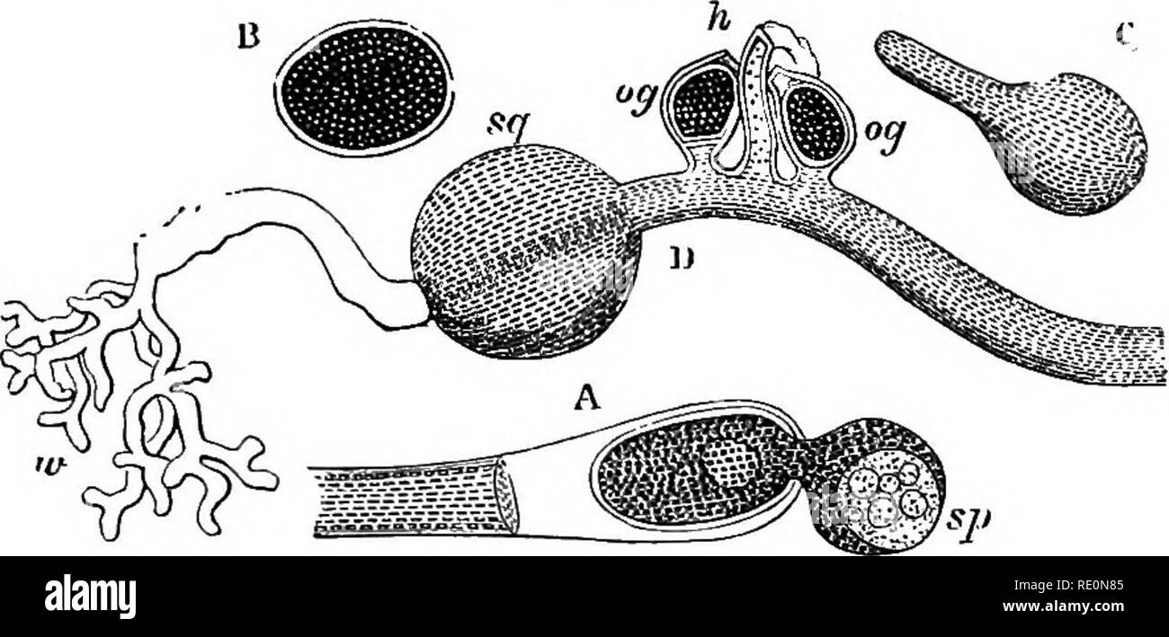 Oogonia cells hi-res stock photography and images - Alamy