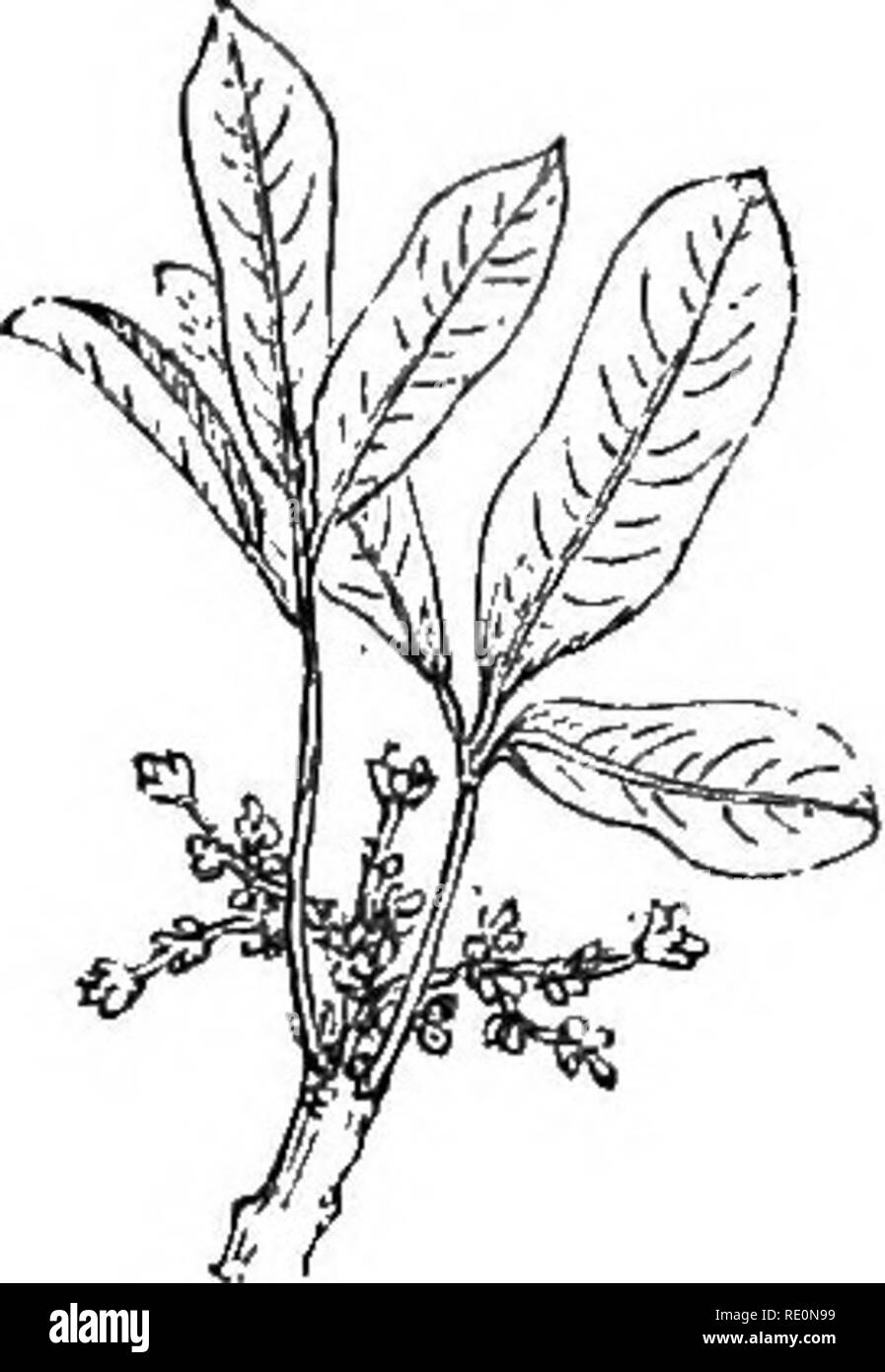 Flat umbels hi-res stock photography and images - Alamy