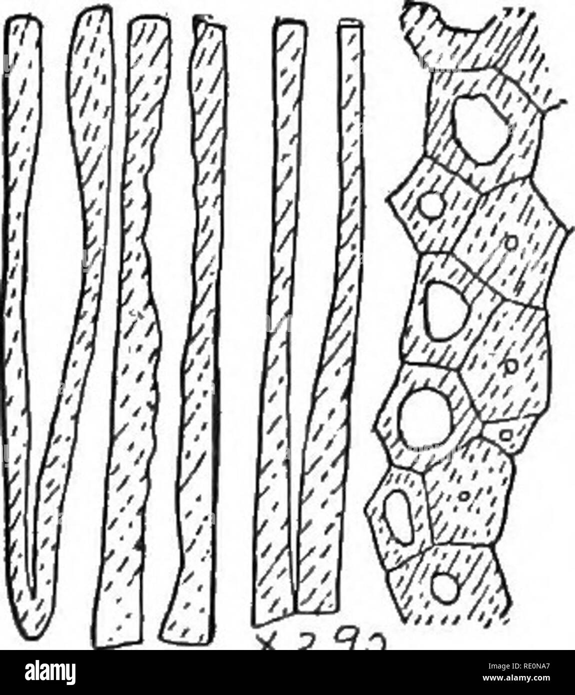 Heckling flax hi-res stock photography and images - Alamy