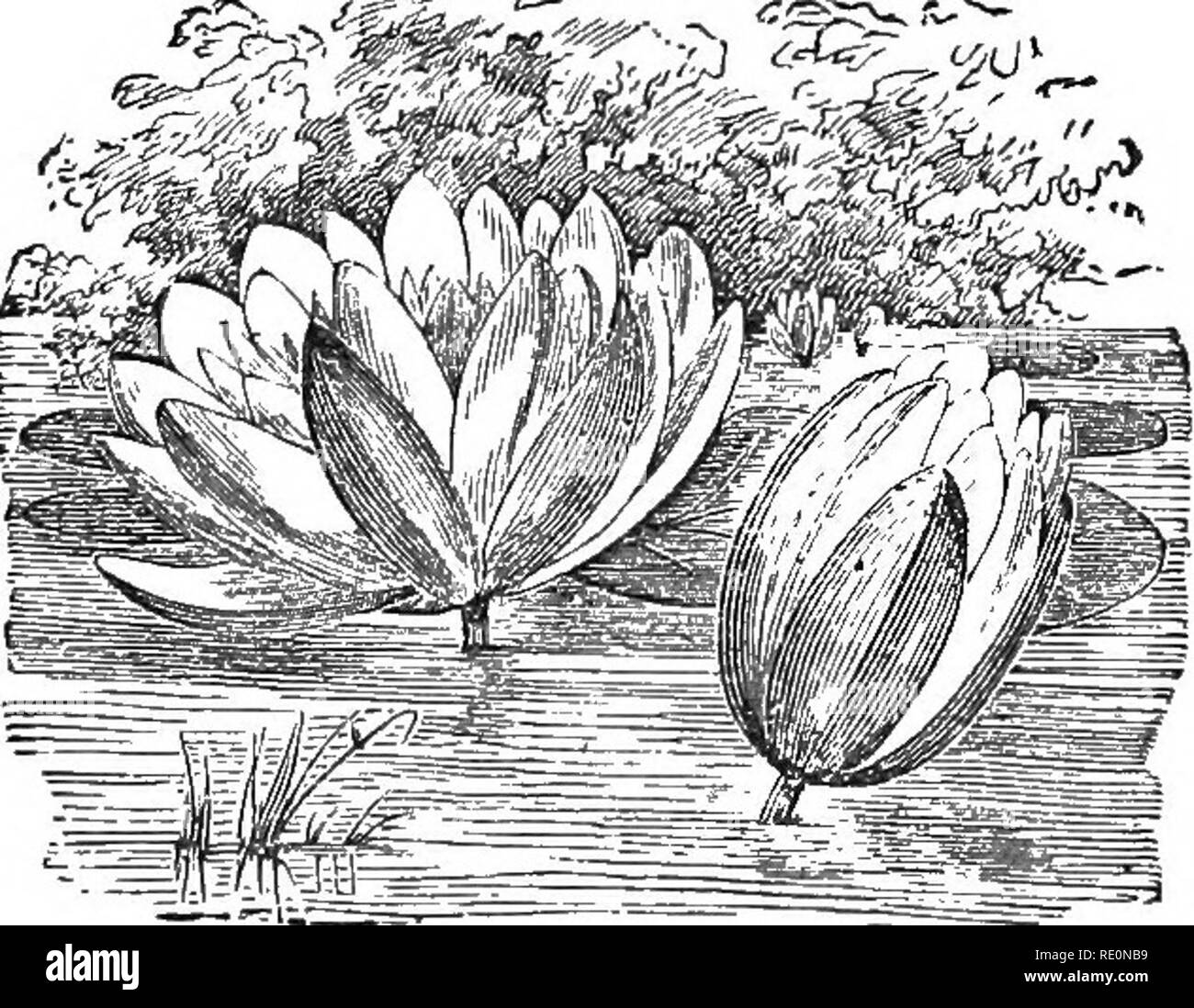 . The elements of botany embracing organography, histology, vegetable ...