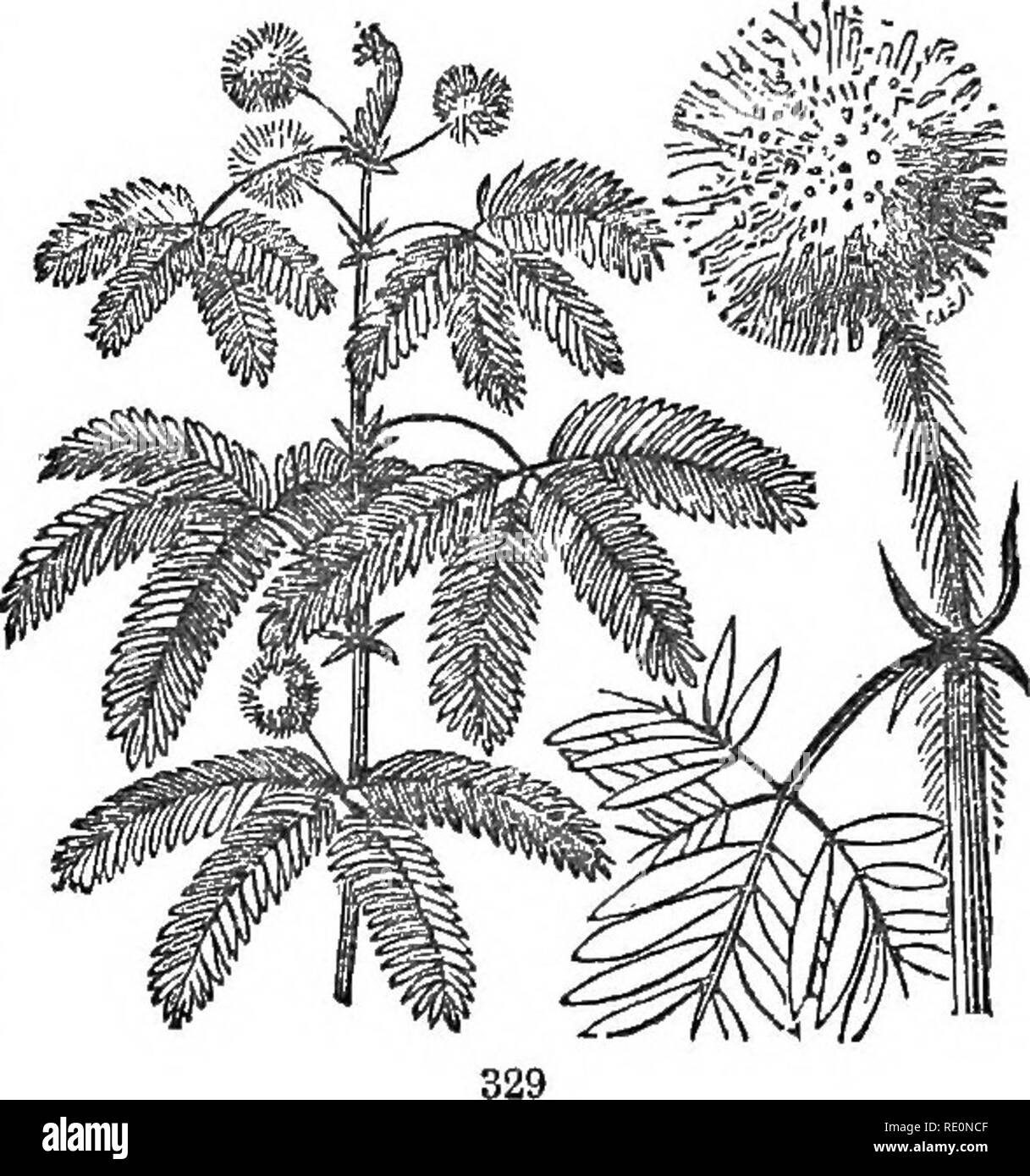 African senna Black and White Stock Photos & Images - Alamy