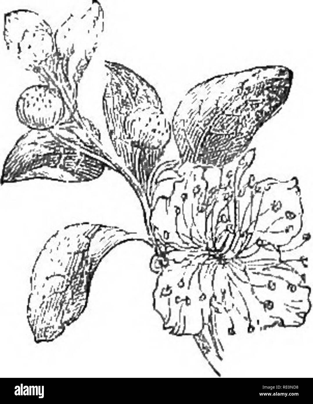 Bell cay Black and White Stock Photos & Images - Alamy