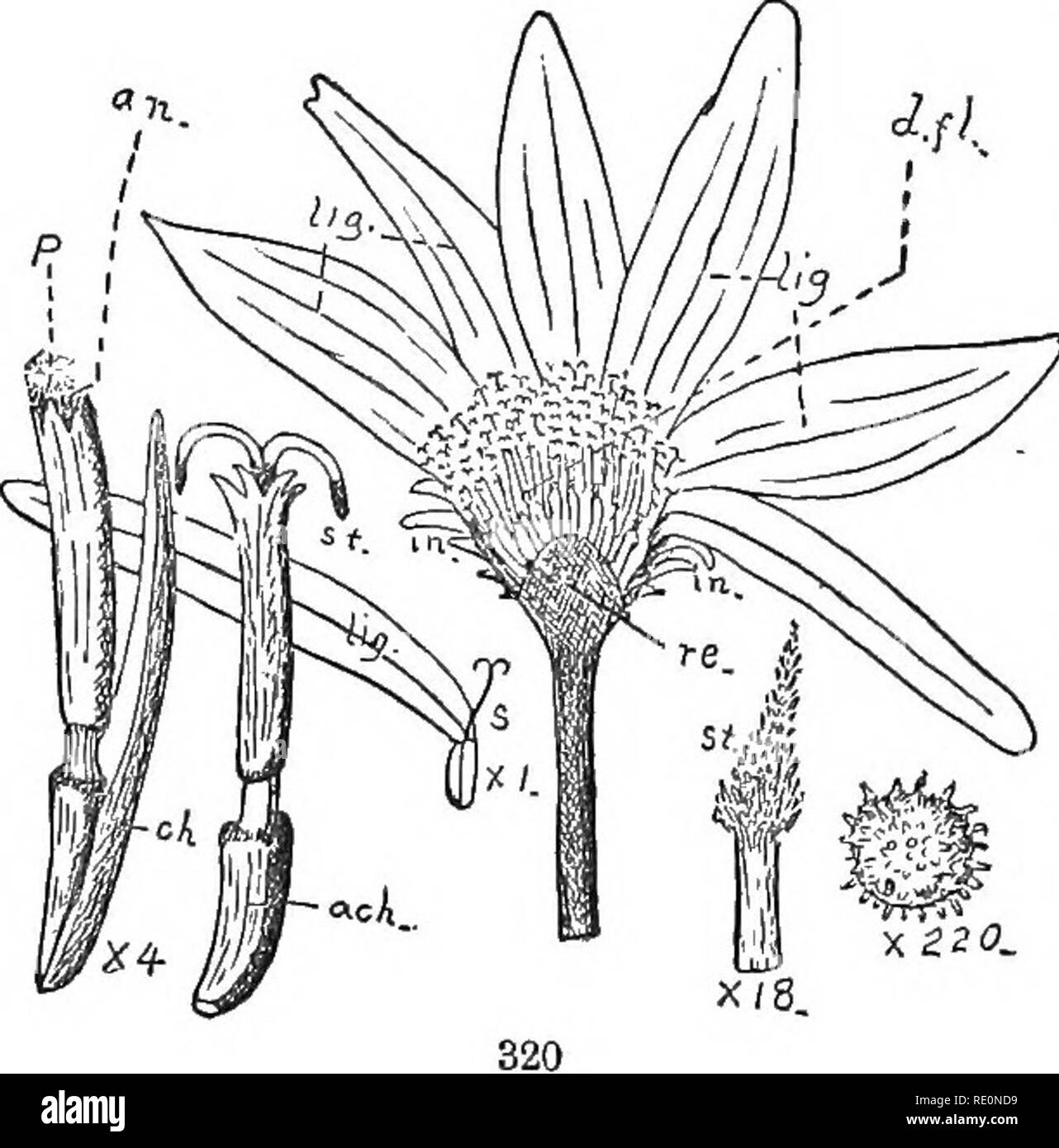 . The elements of botany embracing organography, histology, vegetable ...