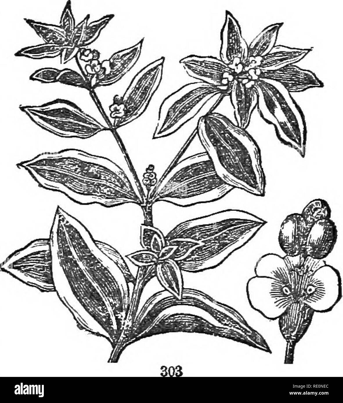 . The elements of botany embracing organography, histology, vegetable ...