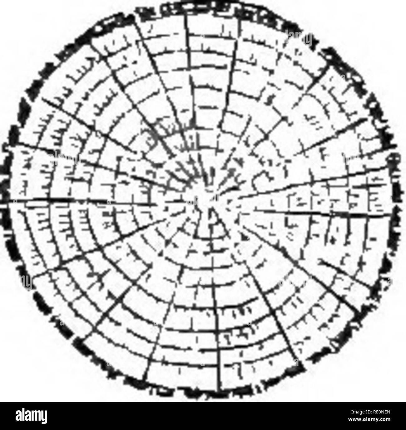 Cambium Tissue Black and White Stock Photos & Images - Alamy