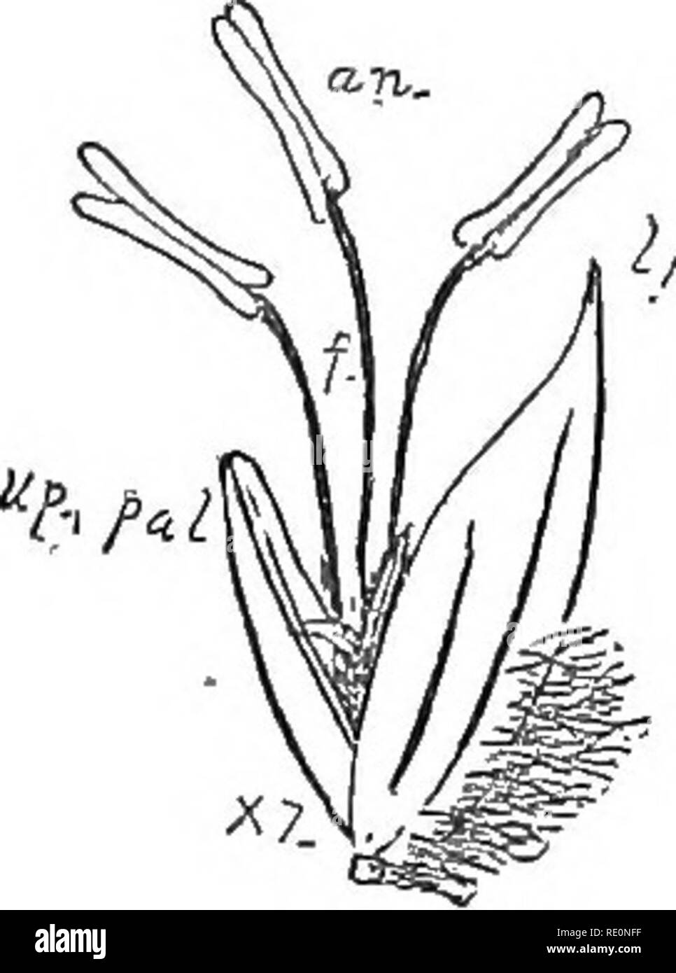 . The elements of botany embracing organography, histology, vegetable ...
