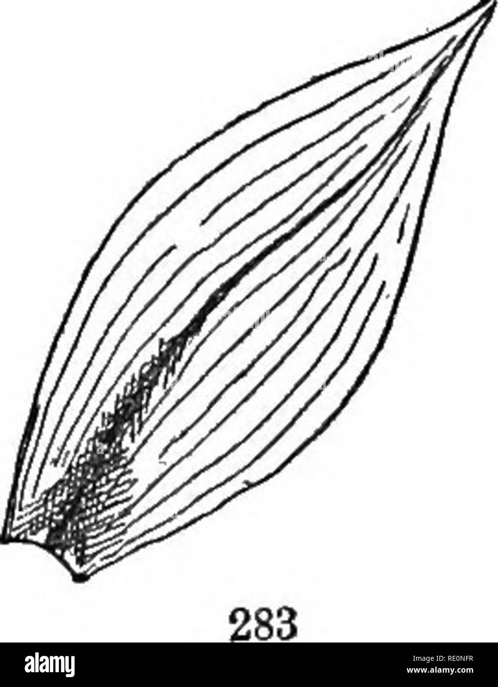 Parallel leaf veins Black and White Stock Photos & Images - Alamy