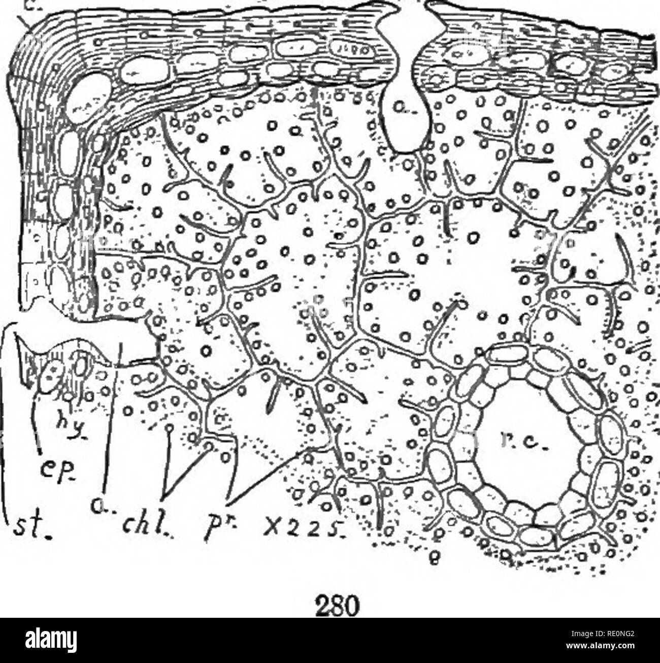 . The elements of botany embracing organography, histology, vegetable ...