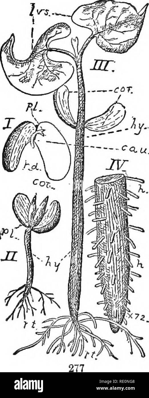 . The elements of botany embracing organography, histology, vegetable ...