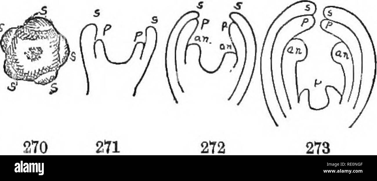 . The elements of botany embracing organography, histology, vegetable ...