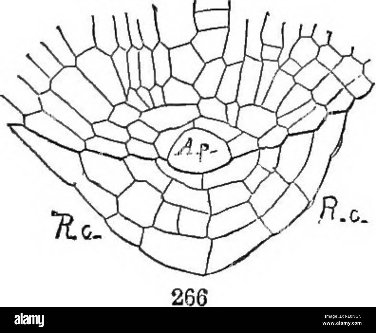 Angular stems Black and White Stock Photos & Images - Alamy