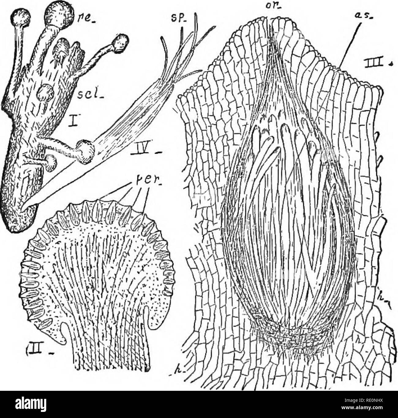. The elements of botany embracing organography, histology, vegetable ...