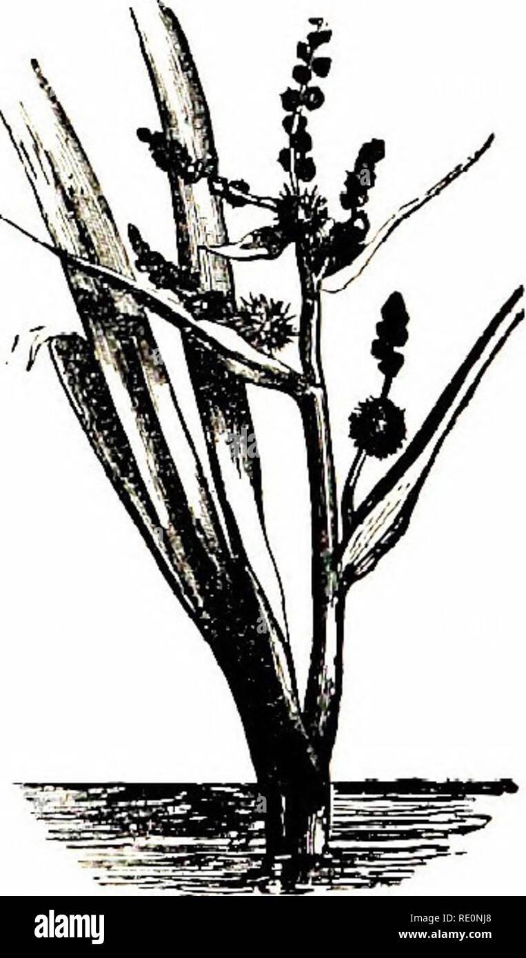 . Flowers of the field. Botany. Typha Latifolia [Great Reed- Mace, or ...