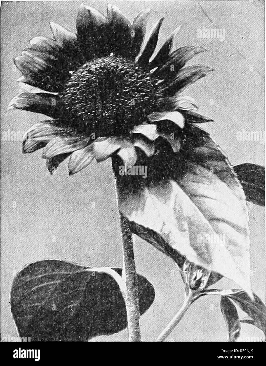 . College botany; structure, physiology and economics of plants. Botany ...