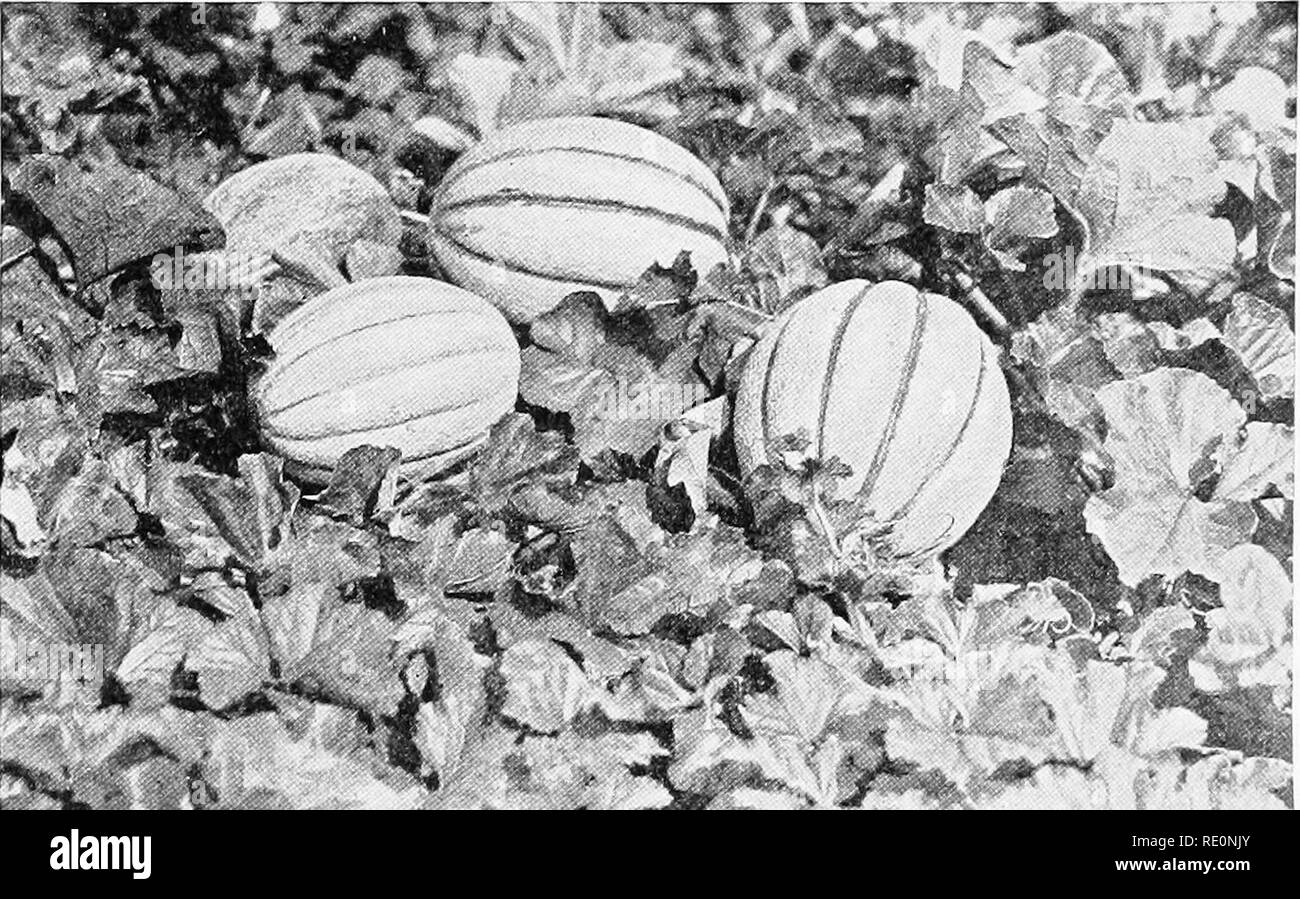 Bell shaped corolla Black and White Stock Photos & Images - Alamy