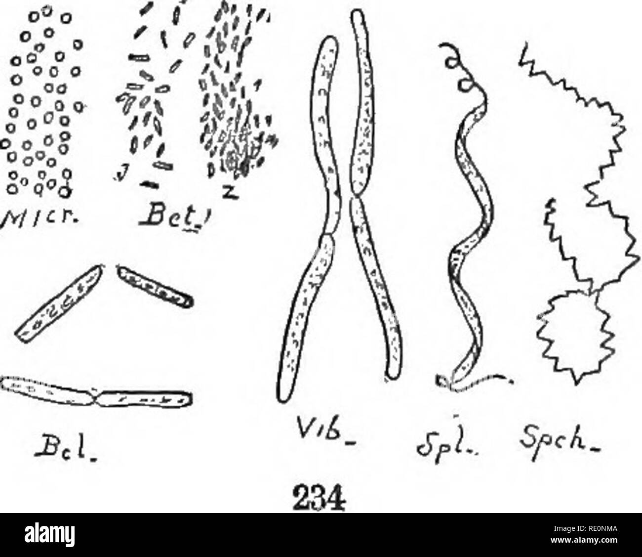 . The elements of botany embracing organography, histology, vegetable ...